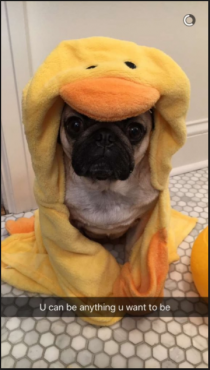 The 65 Best Snapchats to Add [February 2021] - Tech Junkie