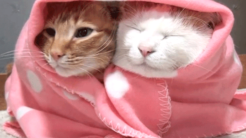 Crying Cat Best Cat Wallpaper