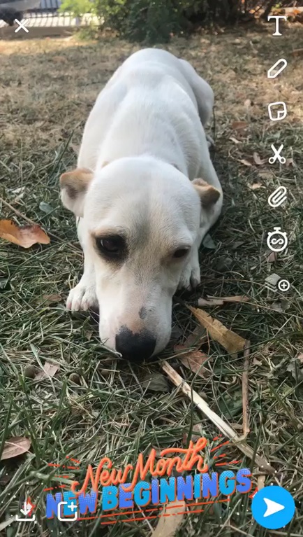 Do Snapchat Filters Work on Animals? - Tech Junkie