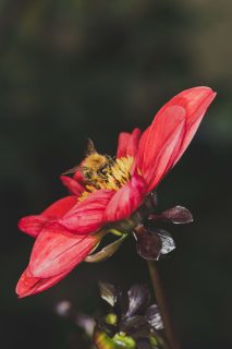 How To Tell Who Super Swiped You in Bumble - Tech Junkie